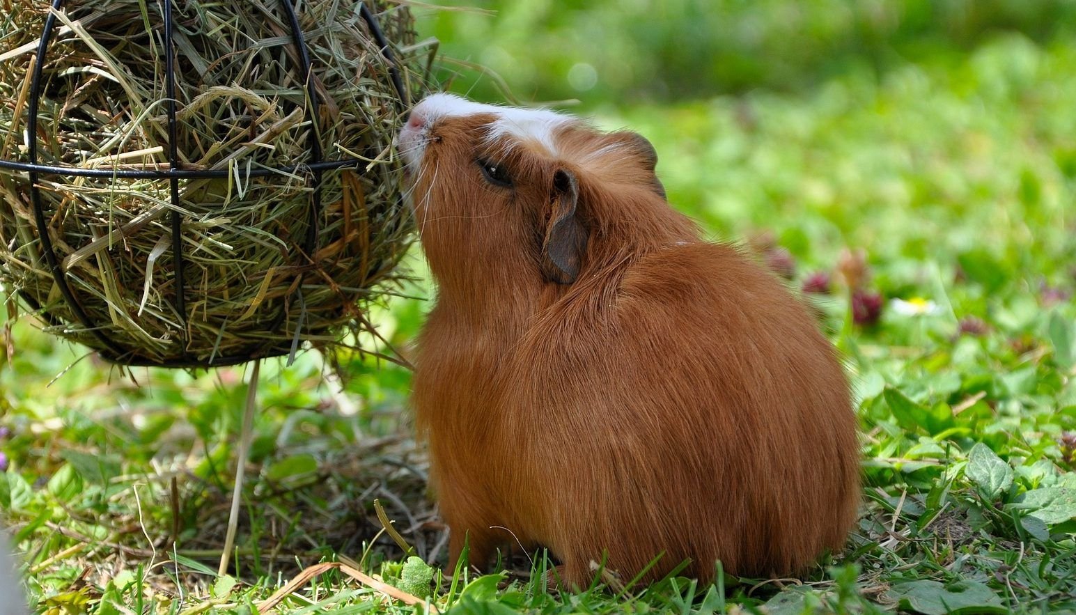 Cobaye - Clinique Vétérinaire Careï Carnoles